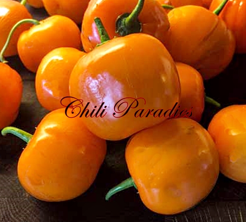 Chili Paradies neue Chili Sorten Seite 17