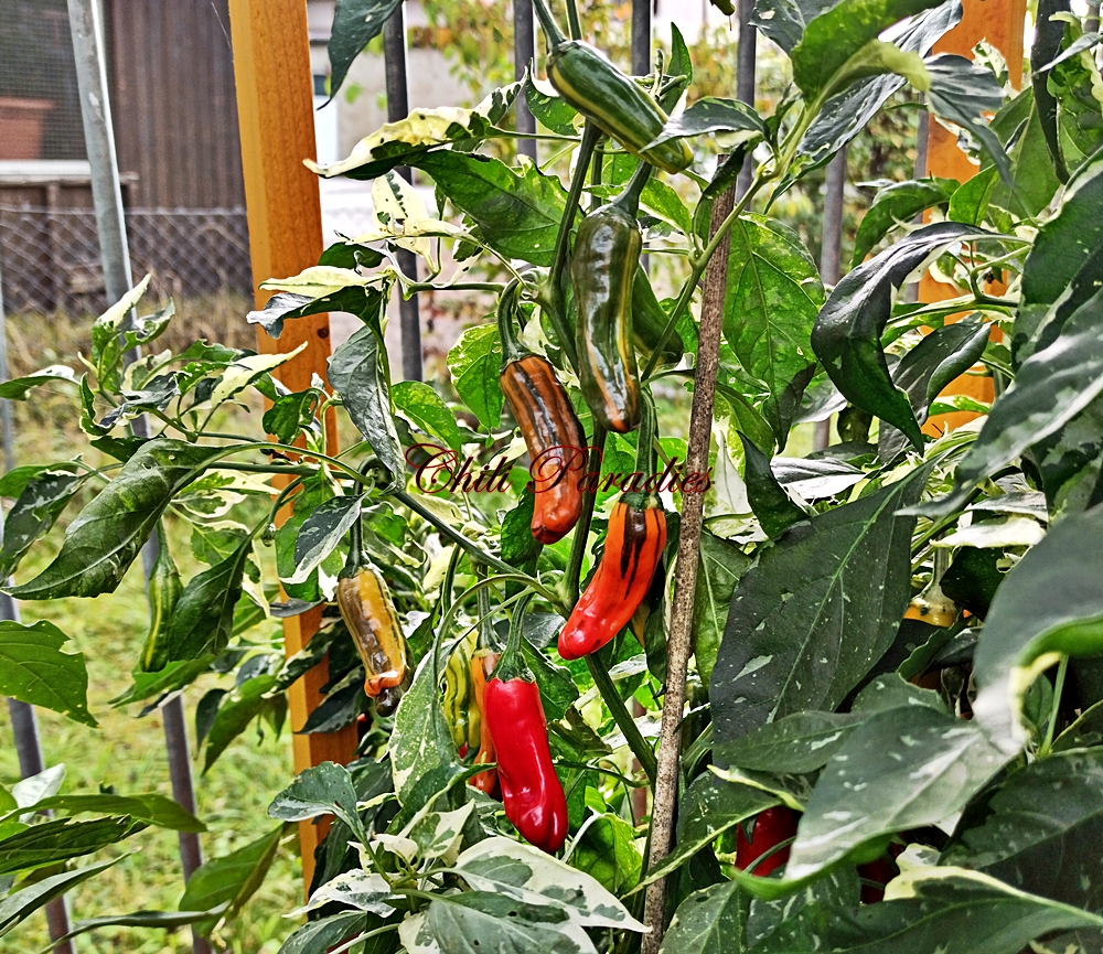 Chili Paradies Chili Sorten Bildergalerie